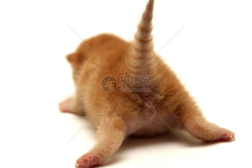 橘猫幼崽屁股和尾巴高清图片下载 正版图片307860368 摄图网