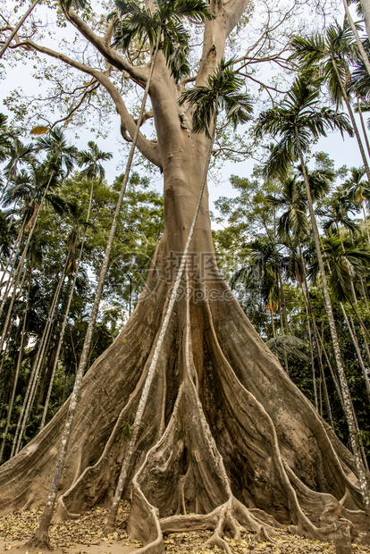 泰国UthaiThani省BanSanam最大和高树的图象自然背景选择重点以及乌泰巨大的绿色高清图片下载-正版图片307880792-摄图网