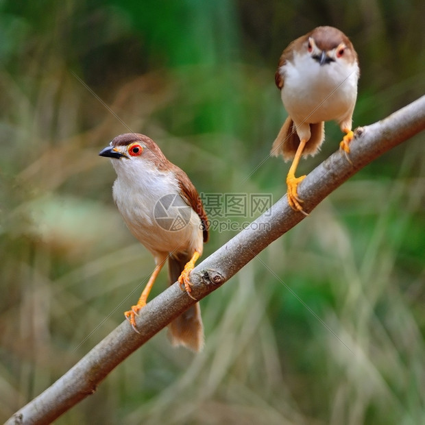 轮廓快的分支一对彩色黄眼巴布勒鸟Chrysomma香肠站在树枝上乳房剖面高清图片下载-正版图片307937417-摄图网