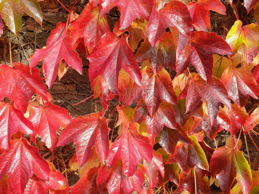 红色枫叶高清图片下载-正版图片307941985-摄图网
