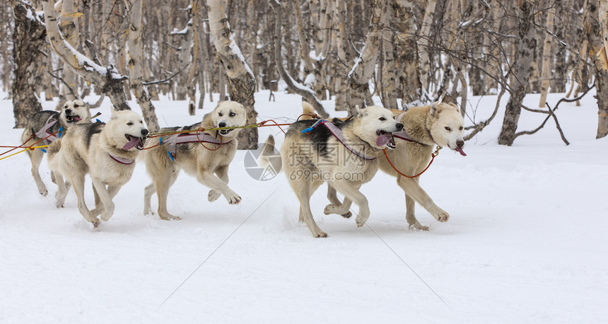 白令谷堪查卡斯莱德狗赛车Beringia俄罗斯的Sled狗赛车杯旅行户外高清图片下载-正版图片307971273-摄图网