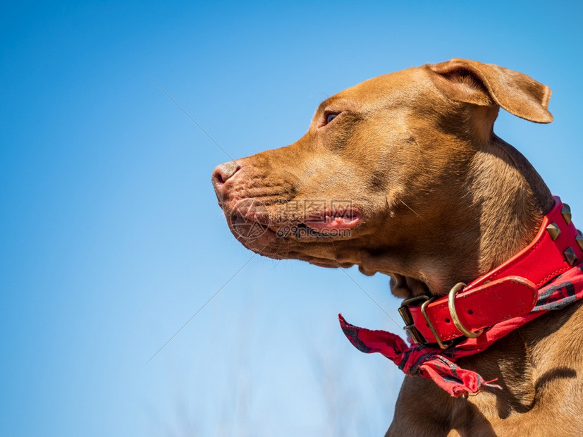 蓝天下可爱的狗狗高清图片下载-正版图片308010925-摄图网