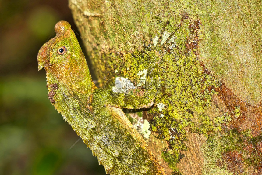 预订HumpnosedLizardLyriocephalusscutatusSinharaja公园雨林世界遗产址教科文组织生物圈高清图片下载 ...