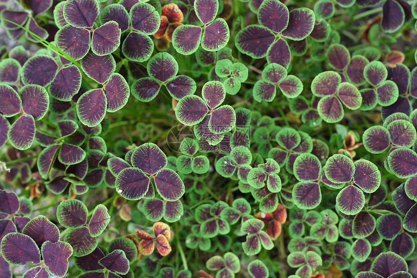 色彩多彩的 cloover高清图片下载-正版图片320002111-摄图网
