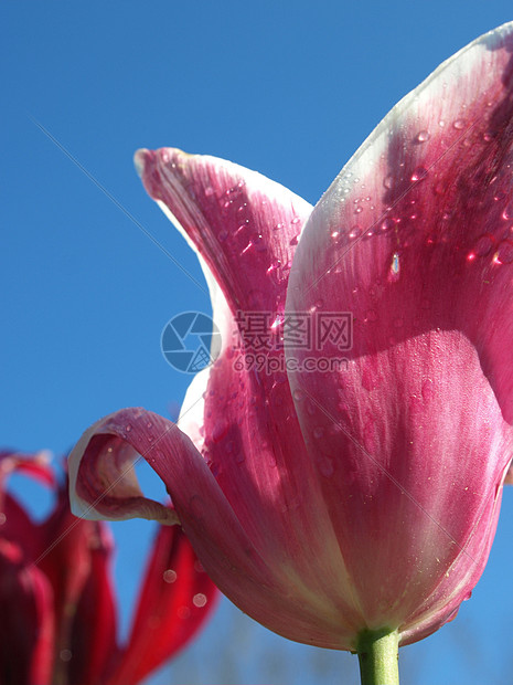 Purpil 郁金香高清图片下载-正版图片320122117-摄图网