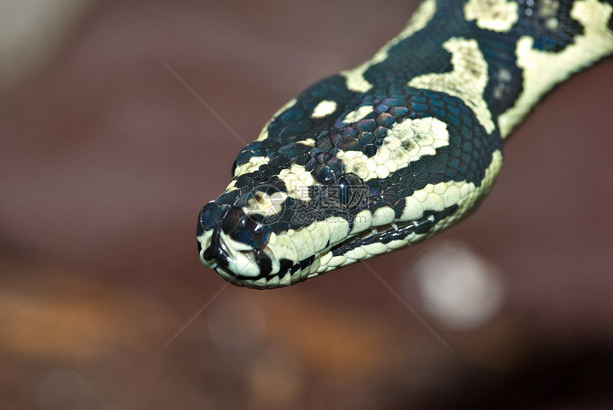 Python 称 python黑色地毯黄色宏观动物高清图片下载-正版图片320181066-摄图网