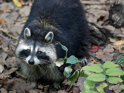 Raccoon procyon 极光哺乳动物森林公园野生动物动物园眼睛好奇心荒野树木毛皮高清图片下载-正版图片320204199-摄图网