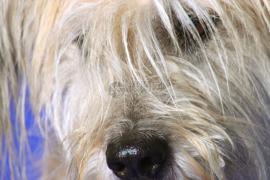 GO 饱和高清图片下载-正版图片320235999-摄图网