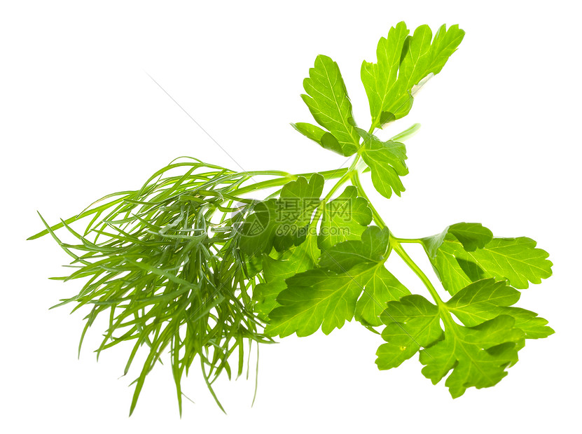 dill 和 arsley 分支高清图片下载-正版图片320251817-摄图网
