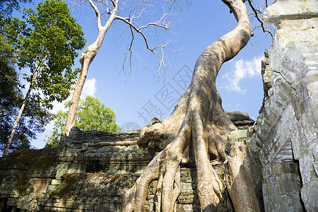 柬埔寨 Ta Prohm帝国雕刻旅游世界遗产建筑物高棉语建筑历史纪念碑高清图片下载-正版图片320273535-摄图网