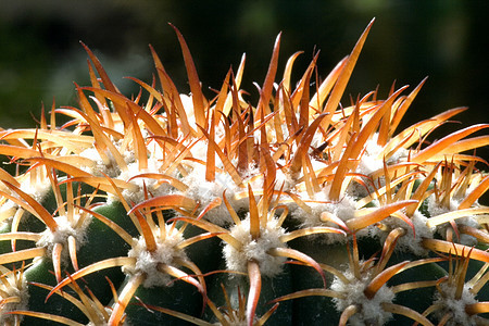 Cacti 仙地园艺肉质花瓣植物衬套沙漠干旱园林多刺绿化高清图片下载-正版图片320291609-摄图网