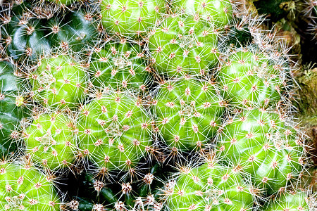 Cacti 仙地园艺肉质花瓣植物衬套沙漠干旱园林多刺绿化高清图片下载-正版图片320291609-摄图网