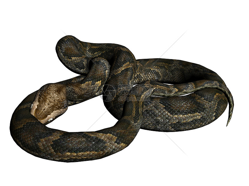 Python 符号光线植物花园插图动物白色绿色高清图片下载-正版图片320295518-摄图网