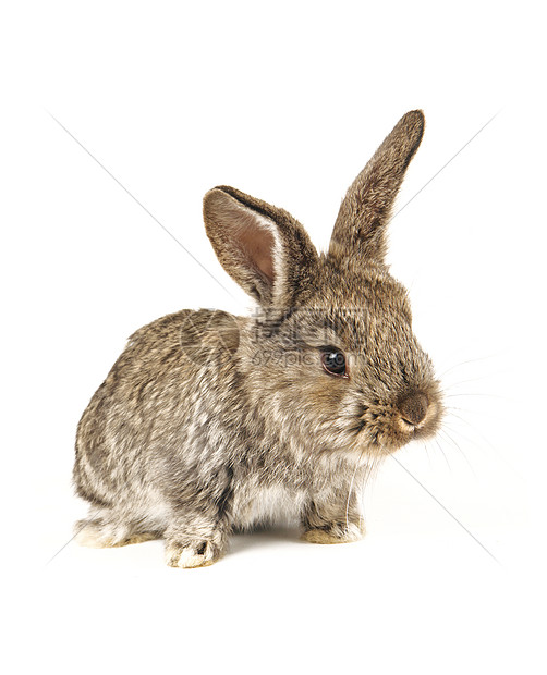 灰色兔子农场白色配种农业荒野家畜生物哺乳动物宠物乐趣高清图片下载-正版图片320314436-摄图网