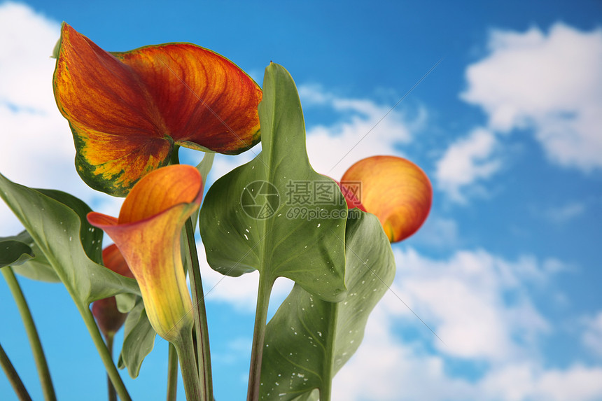 Cally 利里 3高清图片下载-正版图片320320888-摄图网