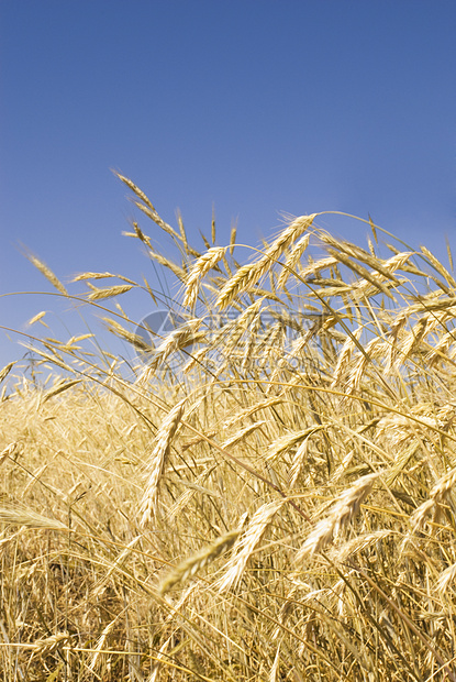 Rye 密闭高清图片下载-正版图片320324848-摄图网