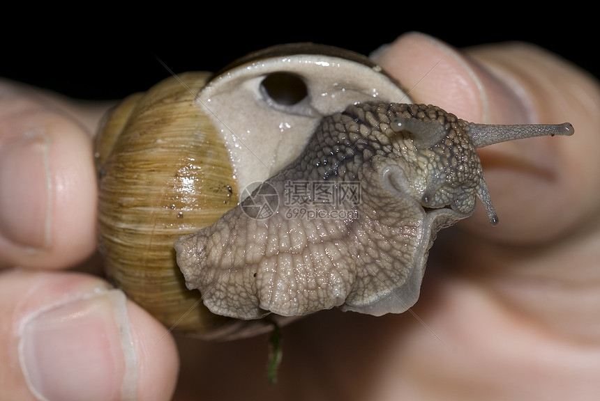 地蜗牛 (Helix sp )高清图片下载-正版图片320325423-摄图网