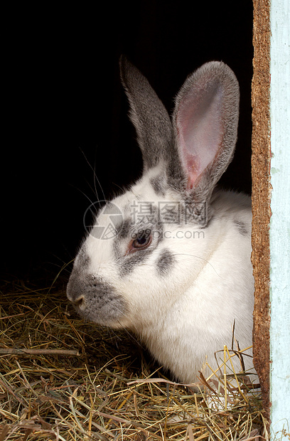 兔子兔农场蓝色黑色白色哺乳动物毛皮眼睛宠物干草农业高清图片下载-正版图片320333397-摄图网