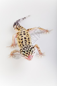 Gecko 爬动爬行动物生物濒危脊椎动物绿色生态尾巴宏观蜥蜴荒野高清图片下载-正版图片320336015-摄图网