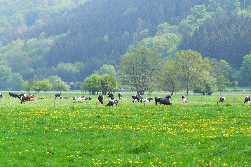 (Weide 化为原始)高清图片下载-正版图片320343481-摄图网