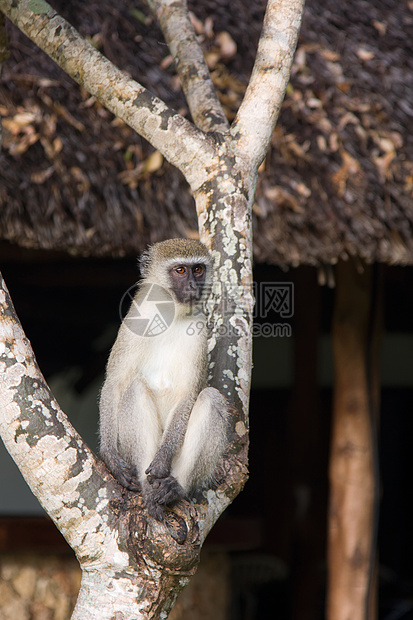 树上的猴子野生动物脊椎动物灵长类动物热带哺乳动物高清图片下载-正版图片320344096-摄图网