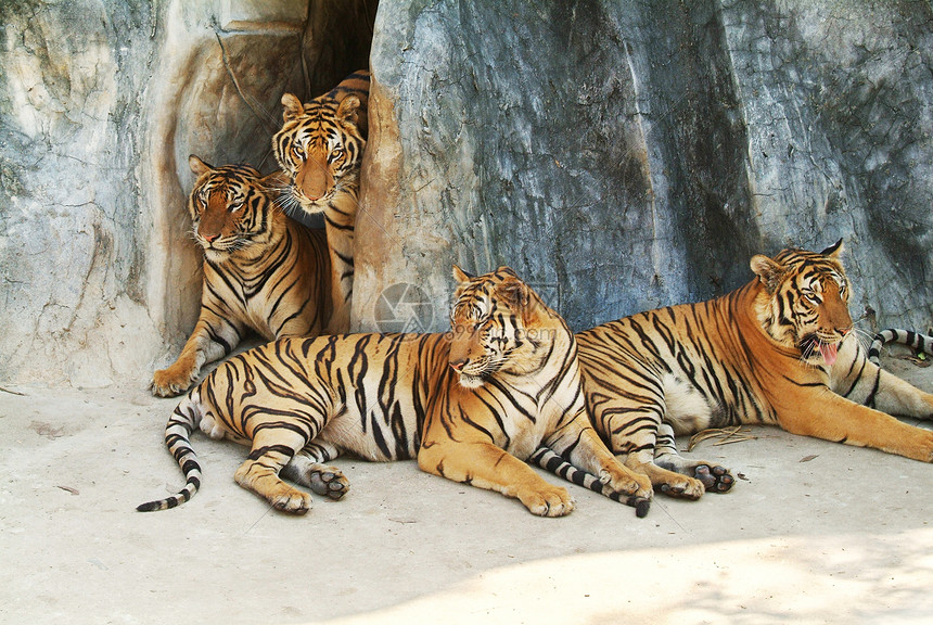 老虎家庭高清图片下载-正版图片320361589-摄图网