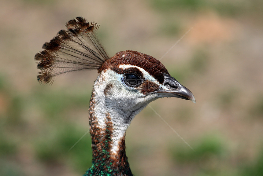 一只雌孔雀高清图片下载-正版图片320369704-摄图网