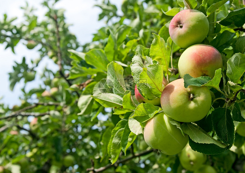 树上的苹果园艺生长季节果园植物种植园花园树叶苹果树叶子高清图片下载-正版图片320378013-摄图网