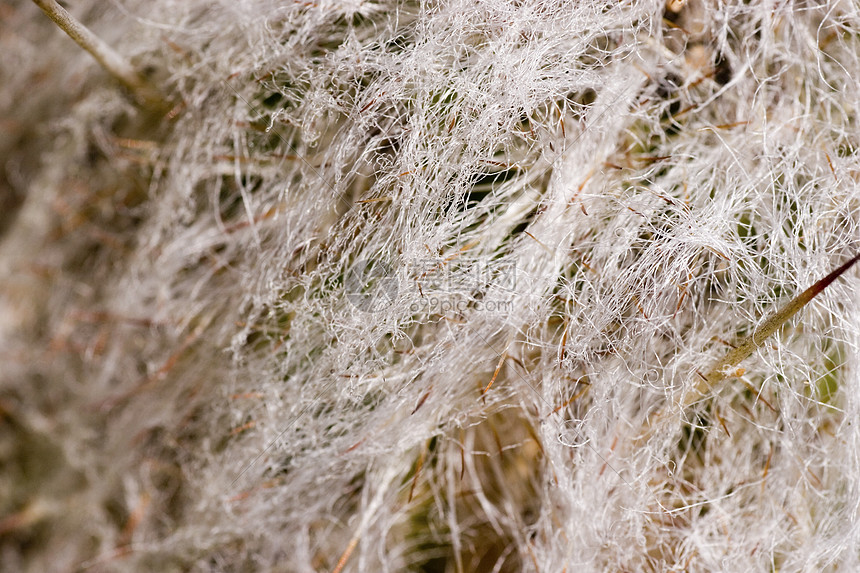 Cactus Fur 仙人掌高清图片下载-正版图片320404260-摄图网