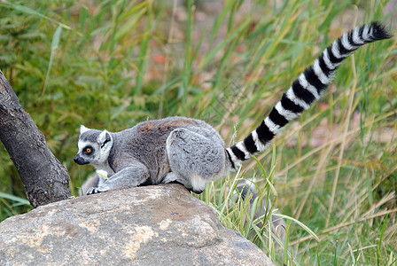 环尾狐猴毛皮黑色哺乳动物动物野生动物尾巴脊椎动物白色灵长类高清图片下载-正版图片320565186-摄图网