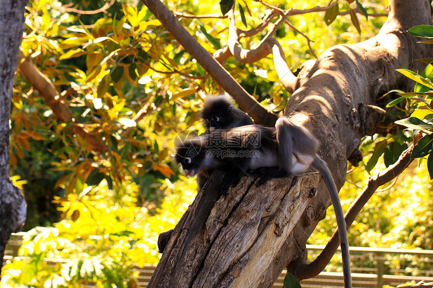 树上的两只暗叶猴高清图片下载-正版图片320429652-摄图网