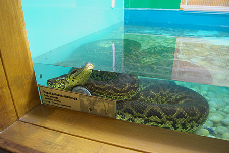 Pythons 符号高清图片下载-正版图片320431654-摄图网