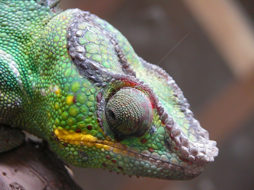 Iguana 2003年高清图片下载-正版图片320447042-摄图网