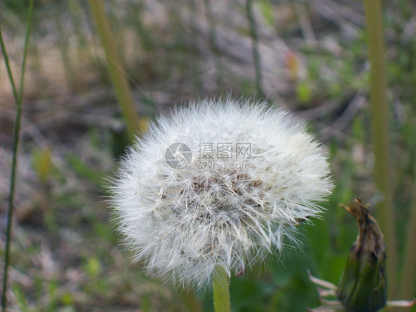 普通 dandelion高清图片下载-正版图片320447460-摄图网