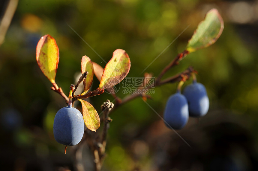 秋天Bilberry高清图片下载-正版图片320451359-摄图网
