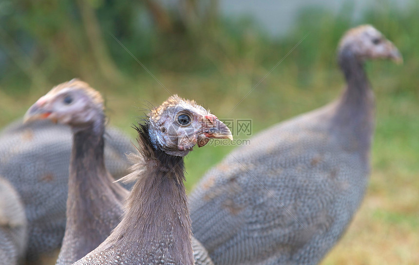 3个月大的几内亚 Fowl Right高清图片下载-正版图片320521560-摄图网