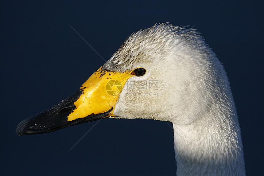呜呼天鹅(Wooper swan)高清图片下载-正版图片320527931-摄图网