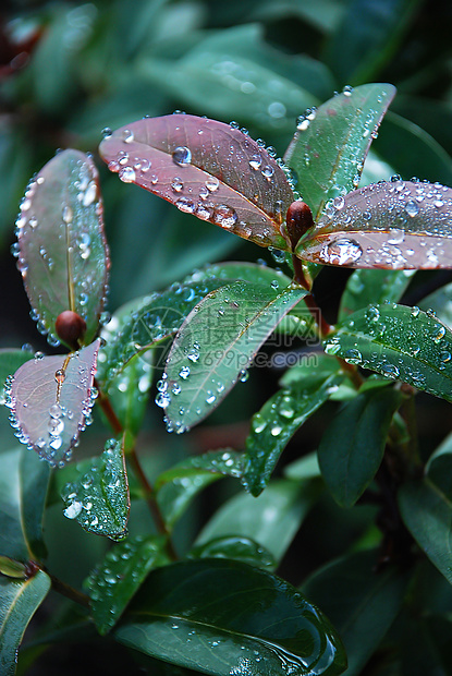绿色植物在早晨高清图片下载-正版图片320550356-摄图网