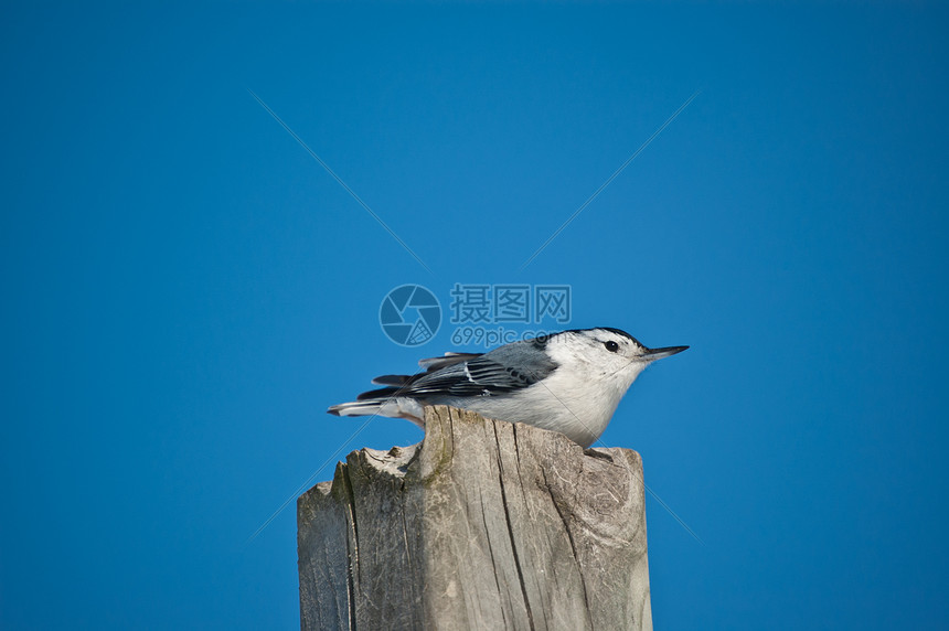 木卫报 上的白胸Nuthatch水平邮政天空蓝色野生动物高清图片下载-正版图片320557268-摄图网