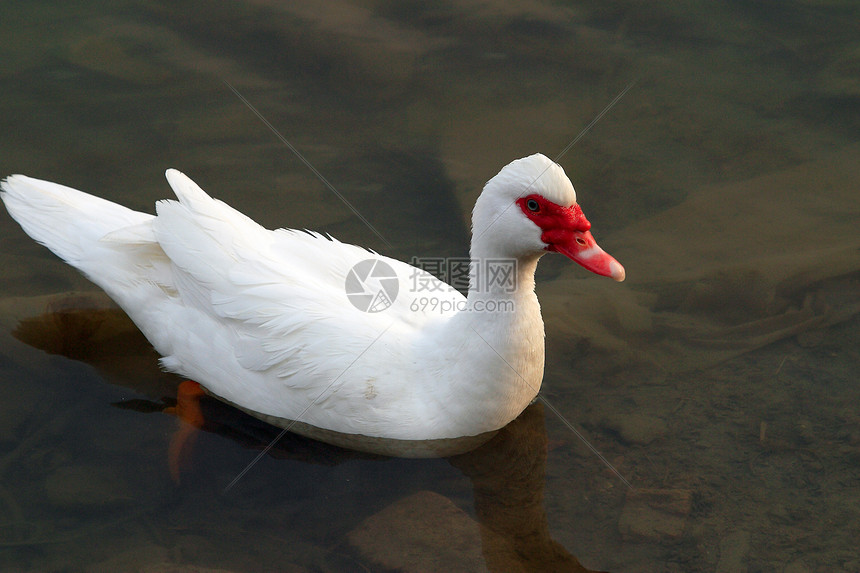 动物 家养鸡 鸭山涧网络家禽食物白色池塘公主鸭子高清图片下载-正版图片320589720-摄图网