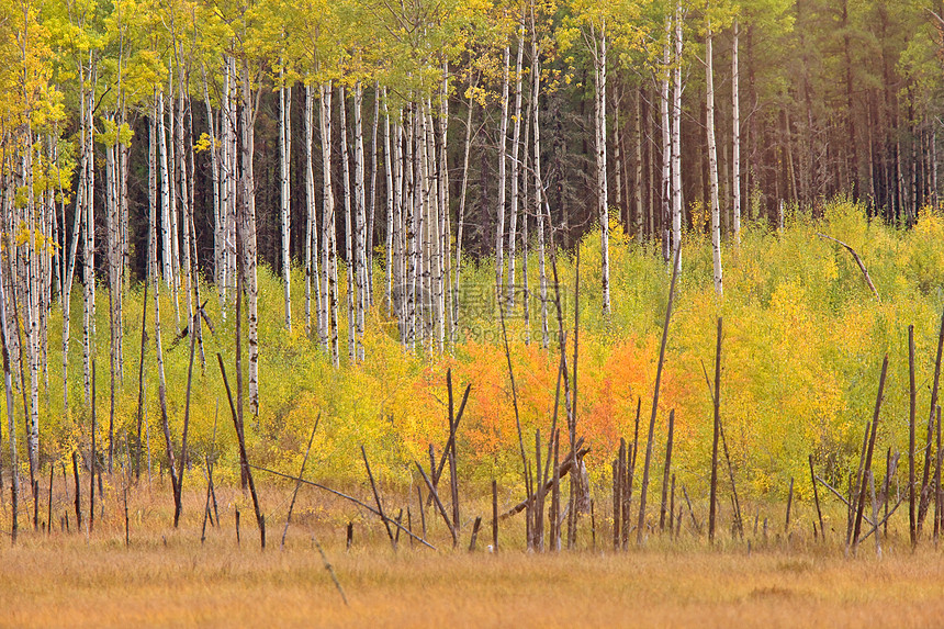 加拿大马尼托巴省秋秋秋彩色树绿色活力棕色季节黄色公园森林叶子红色植物群高清图片下载-正版图片320590433-摄图网