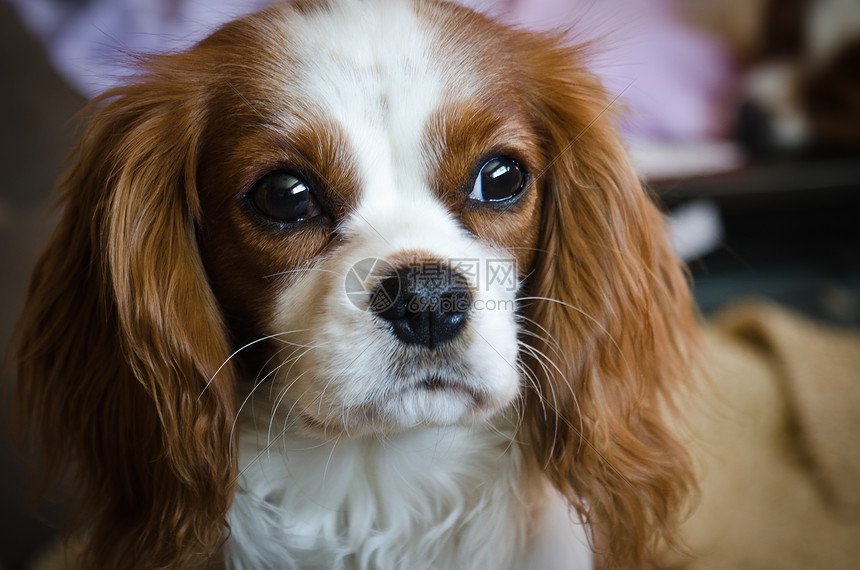 Pup 点高清图片下载-正版图片320601427-摄图网