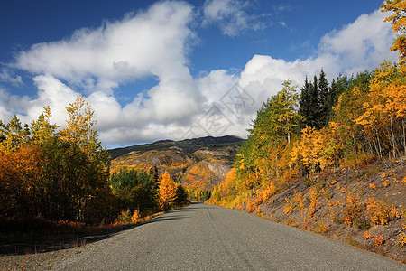 不列颠哥伦比亚省北部公路上的秋叶场景树叶植物风景松树森林阴影水平灌木丛树干高清图片下载-正版图片320603275-摄图网