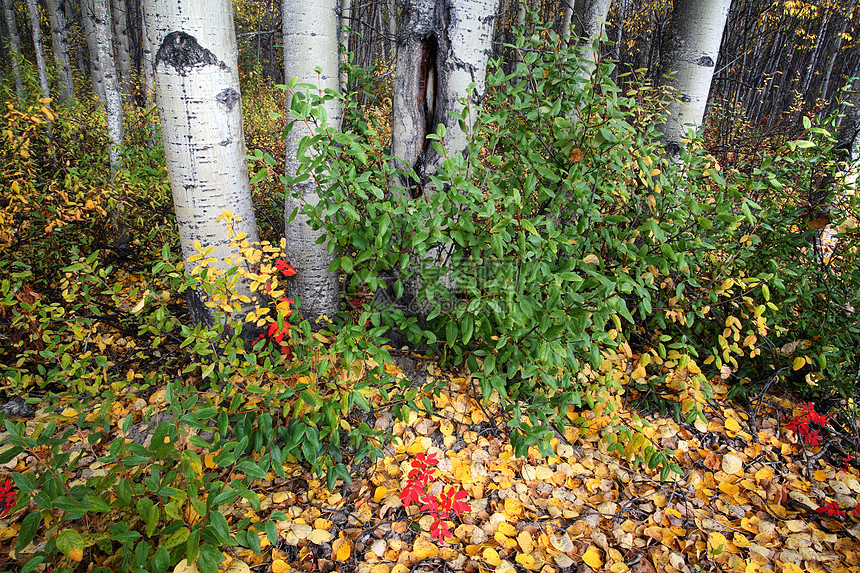不列颠哥伦比亚省北部森林的秋色反思树木落叶旅行场景树叶灌木丛风景水平树干高清图片下载-正版图片320603317-摄图网