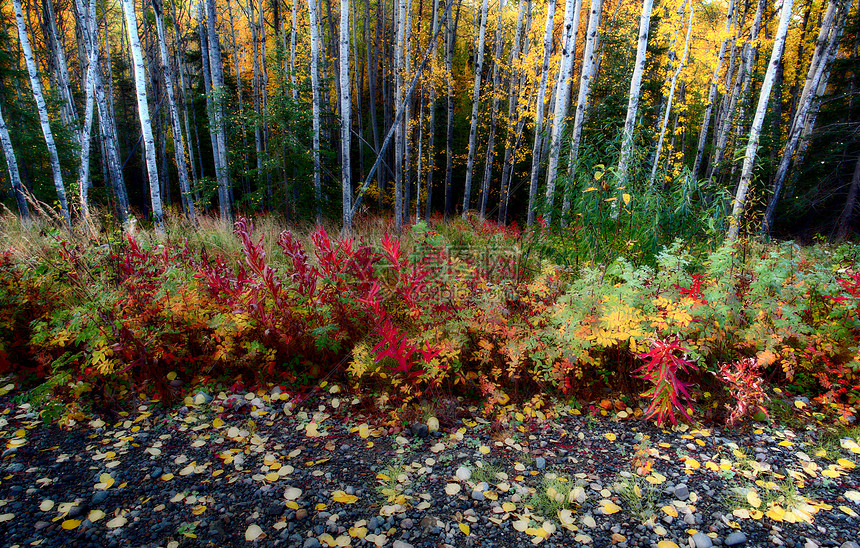 北不列颠哥伦比亚省阿斯彭森林附近落叶风景场景杂草水平颜色树木旅行松树树叶阴影高清图片下载-正版图片320603396-摄图网