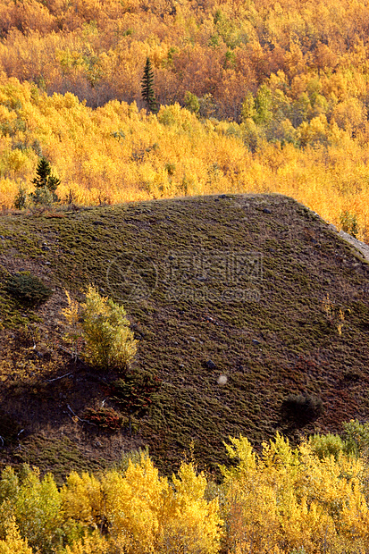 不列颠哥伦比亚省秋季彩色树旅行岩石表面衬套森林树叶山脉灌木丛风景观光高清图片下载-正版图片320605289-摄图网