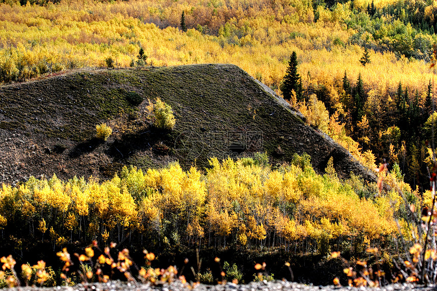 不列颠哥伦比亚省秋季彩色树场景丘陵松树水平观光植物旅行树叶风景森林高清图片下载-正版图片320605290-摄图网