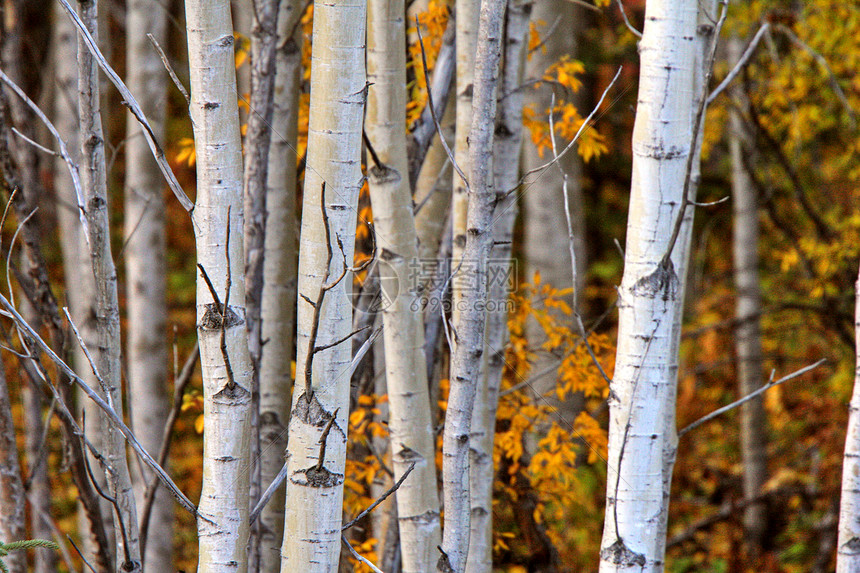 不列不列颠哥伦比亚省森林的阿斯彭树干高清图片下载-正版图片320605345-摄图网