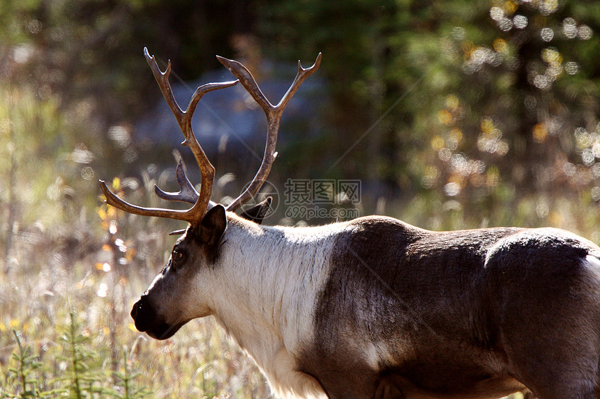 不列颠哥伦比亚省阿拉斯加公路沿线的伍德兰Caribou驯鹿荒野奶牛野生动物照片哺乳动物居民女性风景水平高清图片下载-正版图片320605381-摄图网