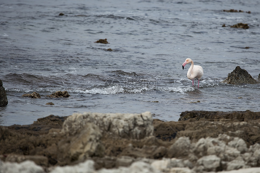 南部的Flaminggo高清图片下载-正版图片320609211-摄图网